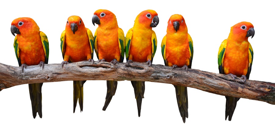 How Loneliness Ages Your Parrot - Northern Parrots