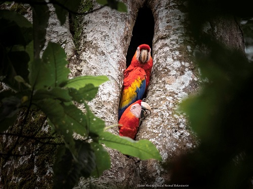 How Do Parrots Live With Humans? - Northern Parrots