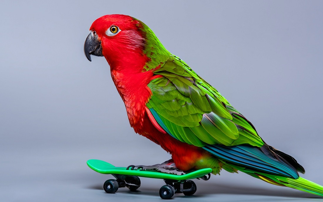 How Loneliness Ages Your Parrot - Northern Parrots