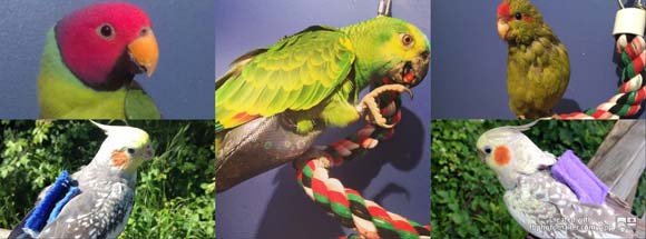 Meet My Parrot: Oscar the Blue-fronted Amazon - Northern Parrots